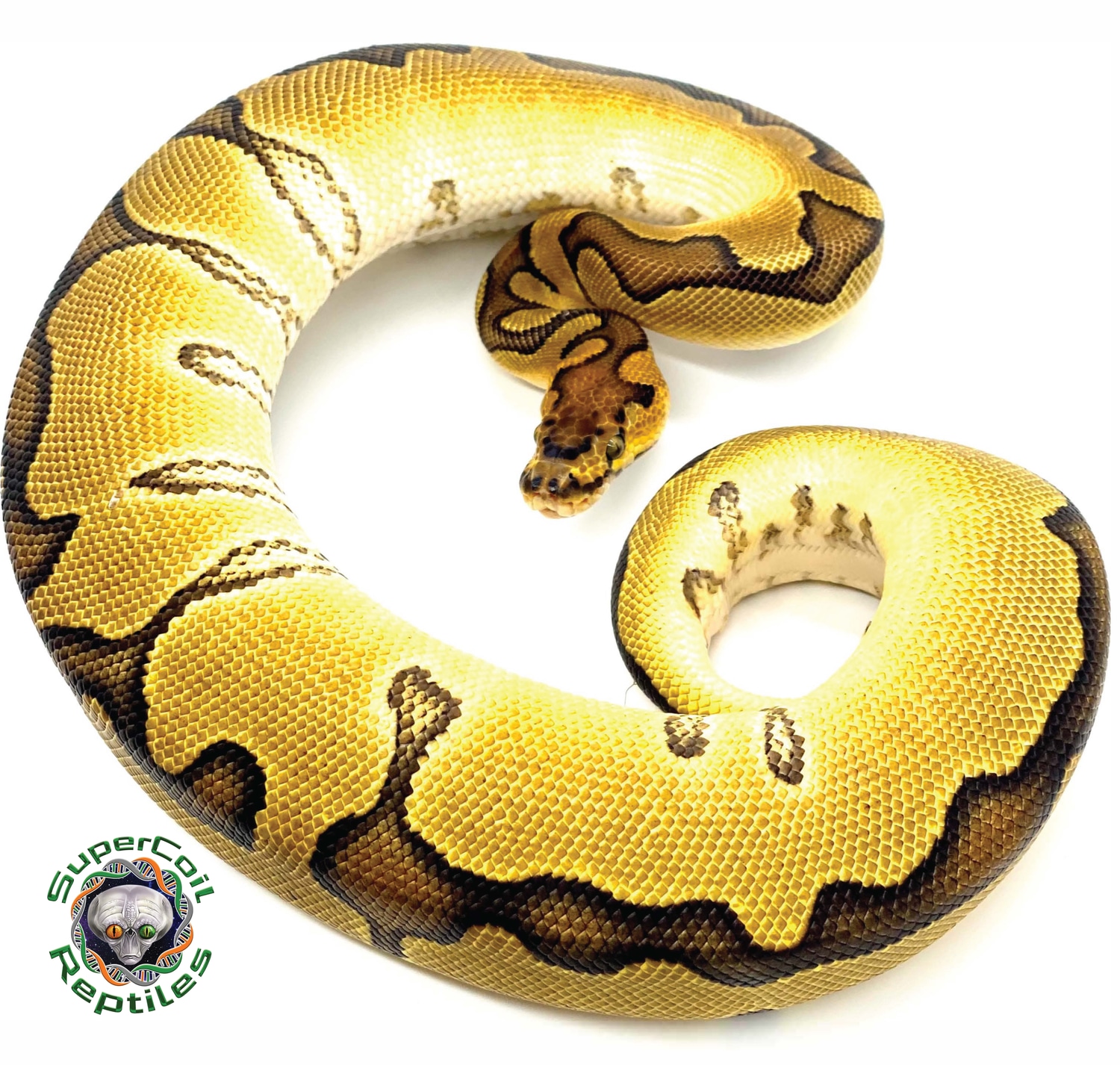 Enchi Citron Clown Ball Python by SuperCoil Reptiles - MorphMarket