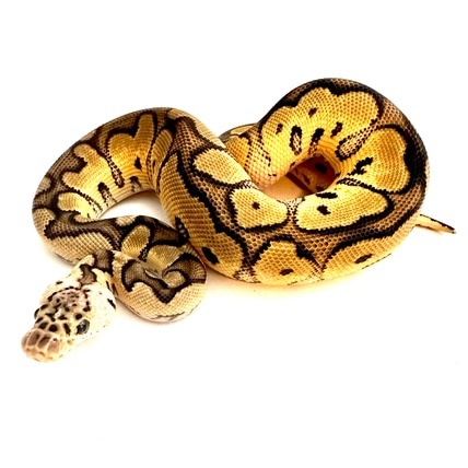Cinnamon Mystic Mahogany Ball Python by SuperCoil Reptiles - MorphMarket