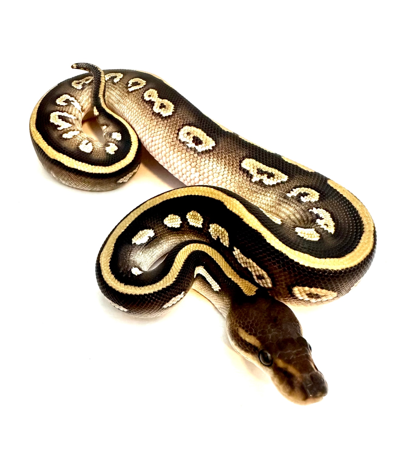 Blackhead Spotnose Mahogany 100% Het Clown Ball Python by SuperCoil ...