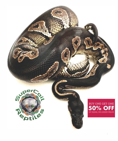 Super Blackhead Ball Python by SuperCoil Reptiles