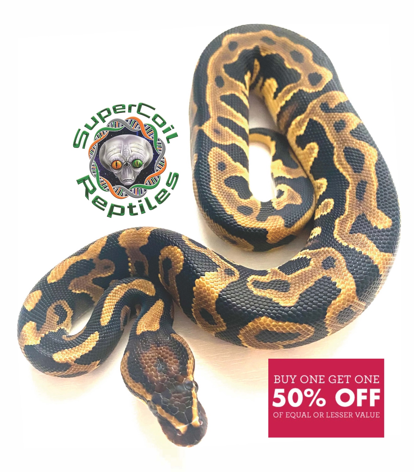 Leopard Mahogany Yellow Belly Or Gravel 100% Het Clown Ball Python by ...