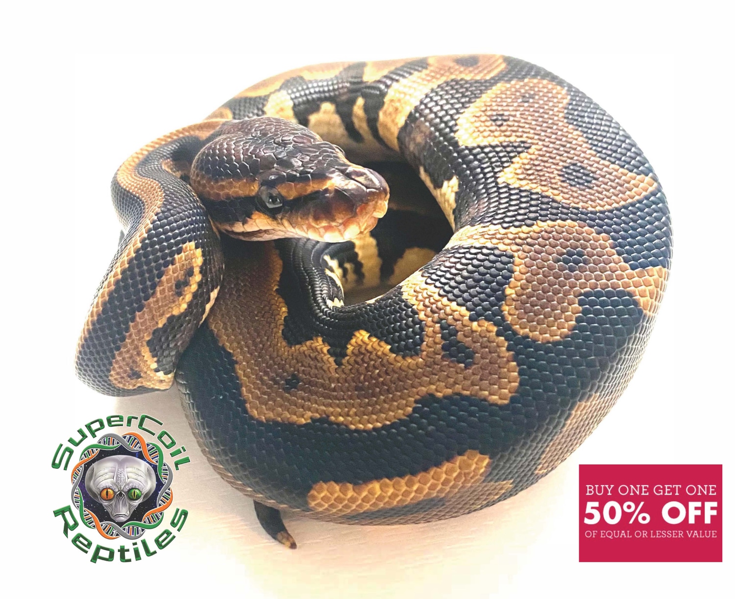 Leopard Mahogany Yellow Belly Or Gravel 100% Het Clown Ball Python by ...