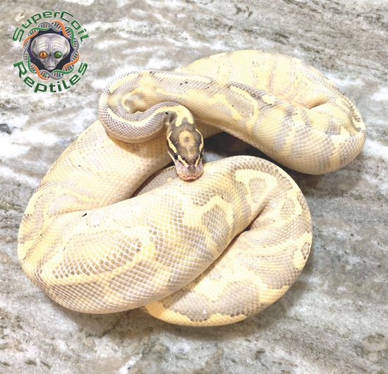 Leopard Highway Ball Python by SuperCoil Reptiles