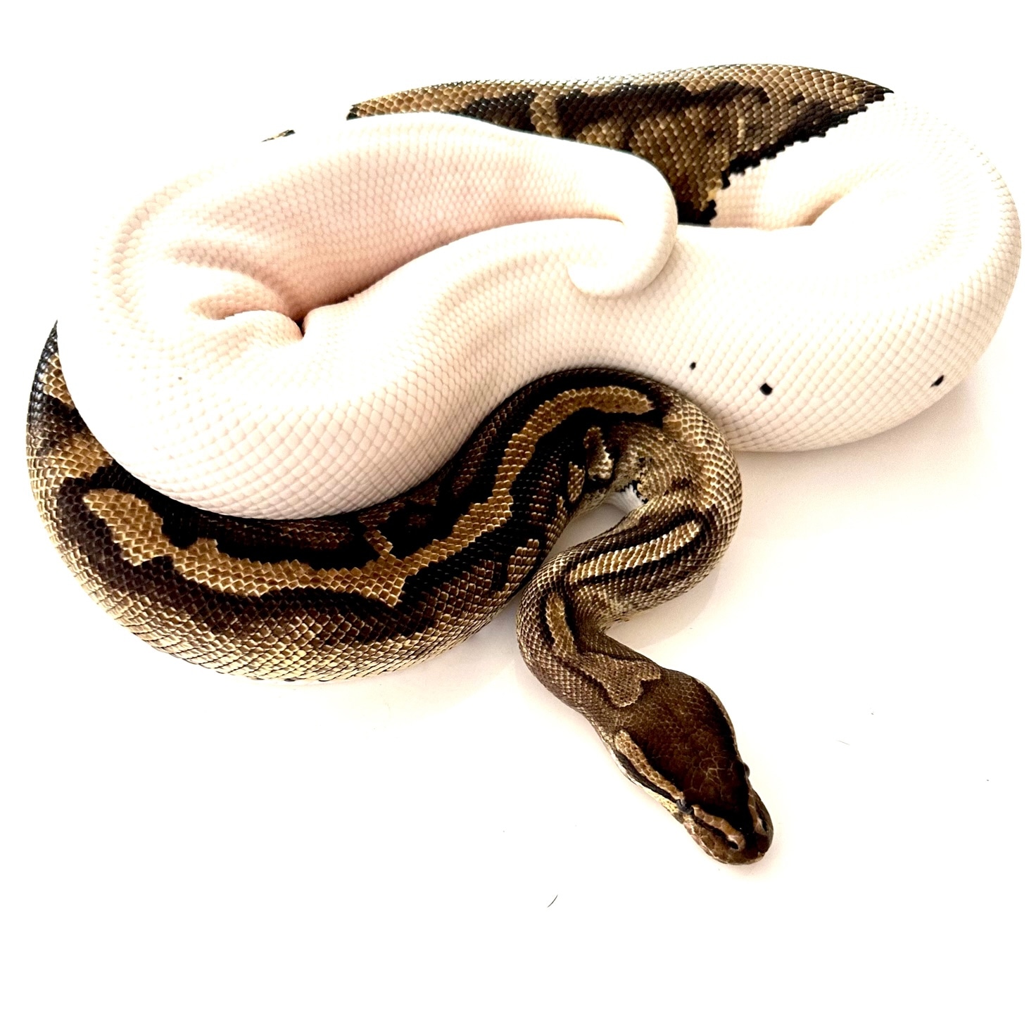 Piebald - Proven Breeder Ball Python by SuperCoil Reptiles - MorphMarket