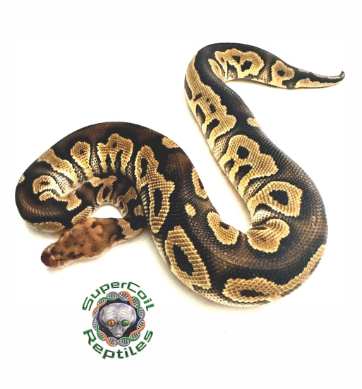 YB Mahogany Clown Ball Python by SuperCoil Reptiles