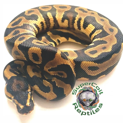 Cinnamon Mystic Mahogany Ball Python by SuperCoil Reptiles - MorphMarket