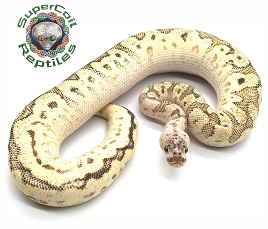 Pastel ODYB Fire HGW Clown Ball Python by SuperCoil Reptiles