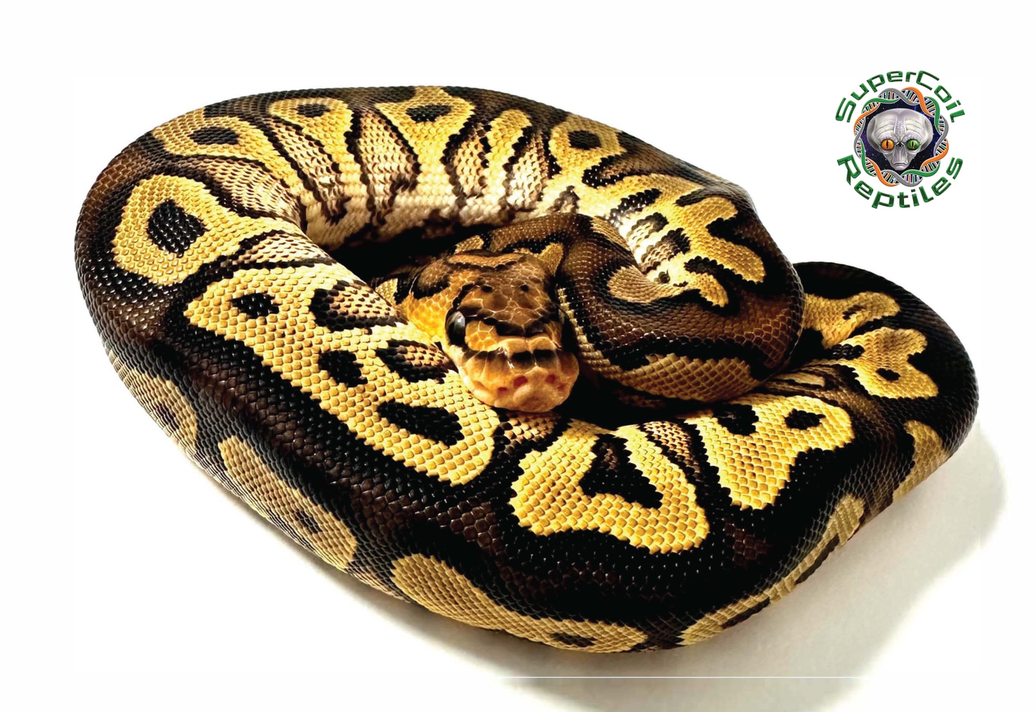 ODYB Clown Ball Python by SuperCoil Reptiles - MorphMarket
