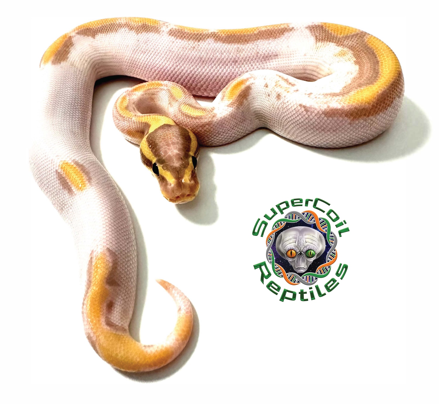 ODYB Banana Piebald Ball Python by SuperCoil Reptiles - MorphMarket