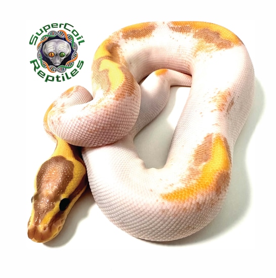 Super OD YB Banana Piebald Ball Python by SuperCoil Reptiles