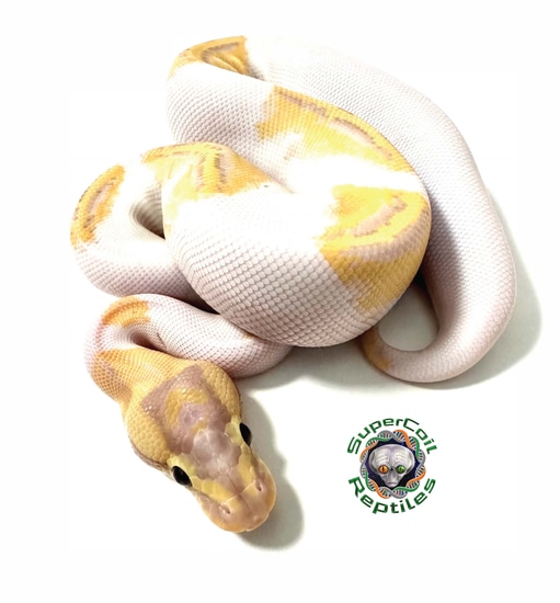 Super Stripe Banana Piebald Ball Python by SuperCoil Reptiles