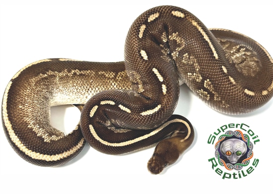Cinnamon Mystic Mahogany Ball Python by SuperCoil Reptiles