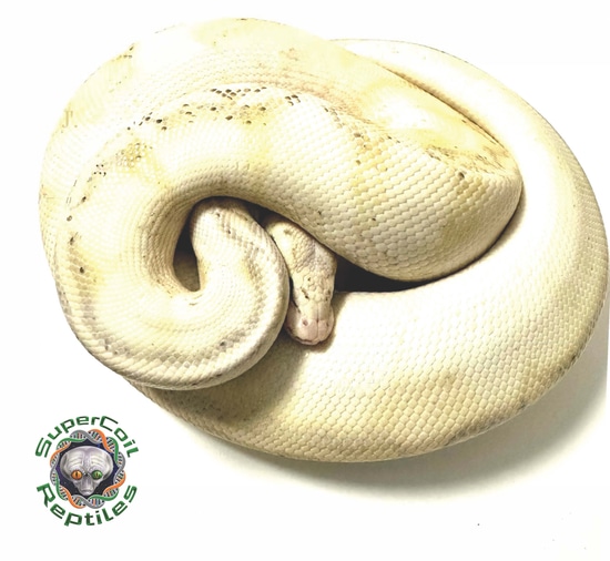 PROVEN Pastel Highway 100% Het Clown Ball Python by SuperCoil Reptiles