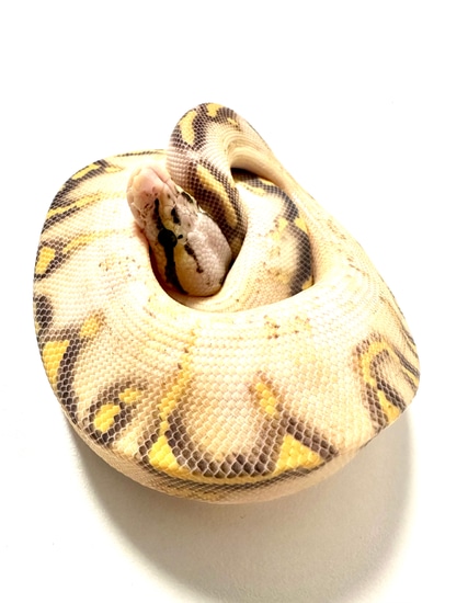 Pastel Highway 100% Het Clown Ball Python by SuperCoil Reptiles