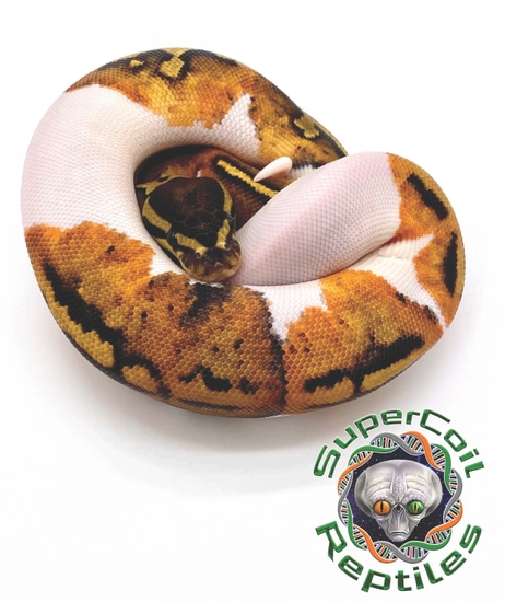 Orange Dream Specter Piebald Ball Python by SuperCoil Reptiles