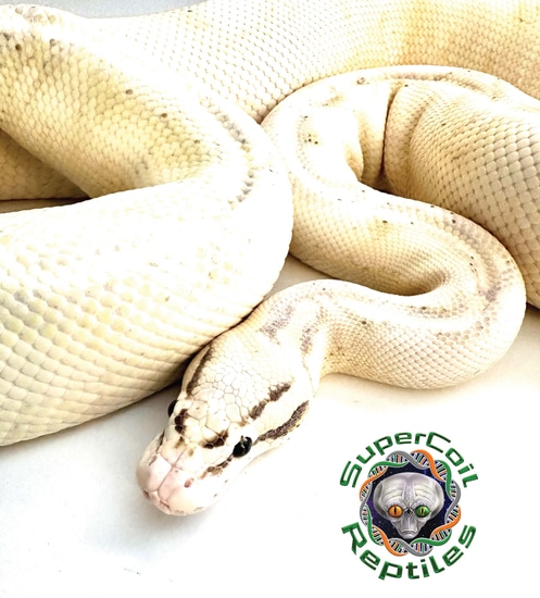 PROVEN Pastel Highway 100% Het Clown Ball Python by SuperCoil Reptiles