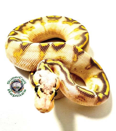 Pastel Highway 100% Het Clown Ball Python by SuperCoil Reptiles