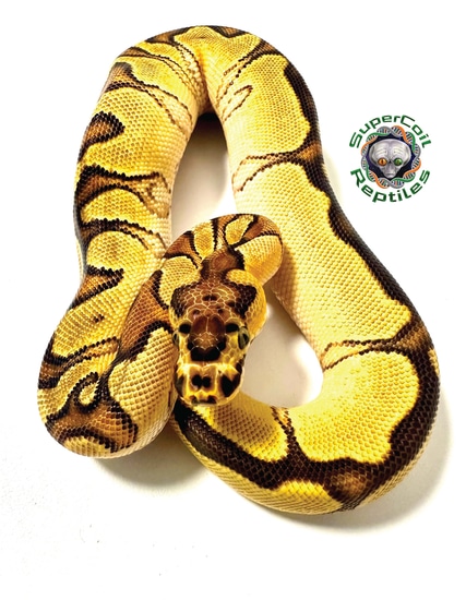 Enchi Orange Dream Yellow Belly Clown Ball Python by SuperCoil Reptiles