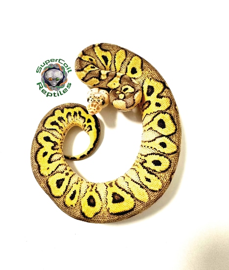 Pastel YB/Gravel Clown Ball Python by SuperCoil Reptiles