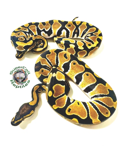Two Orange Dream 100% Het Clowns Ball Python by SuperCoil Reptiles
