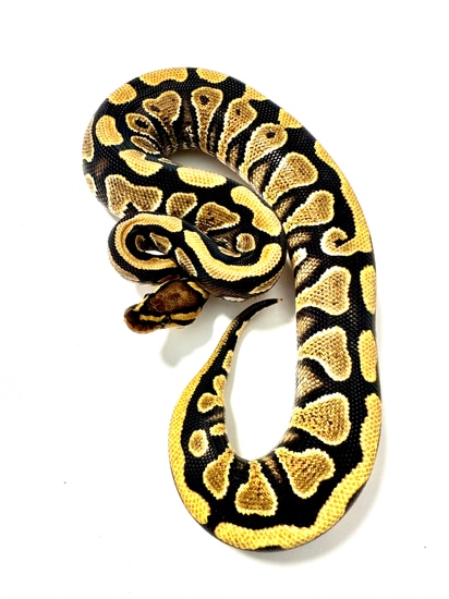 Yellow Belly Het Clown Ball Python by SuperCoil Reptiles