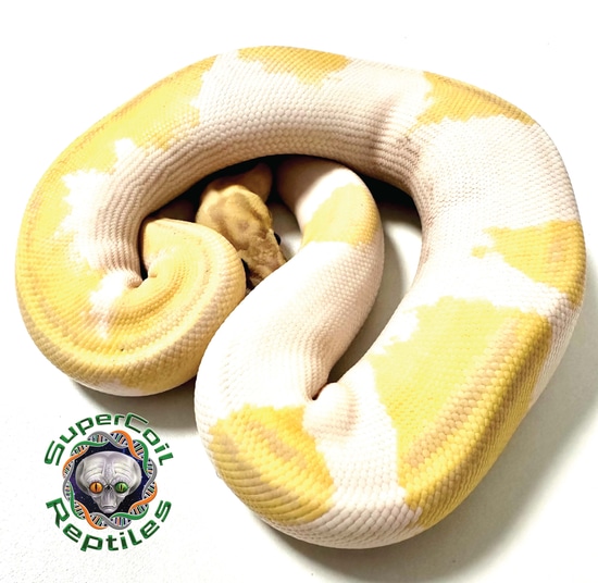 YB Specter Banana Pied Ball Python by SuperCoil Reptiles