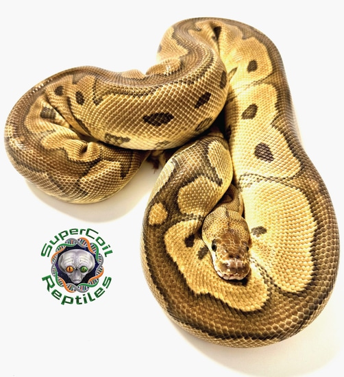 PROVEN - Red Stripe Clown Ball Python by SuperCoil Reptiles
