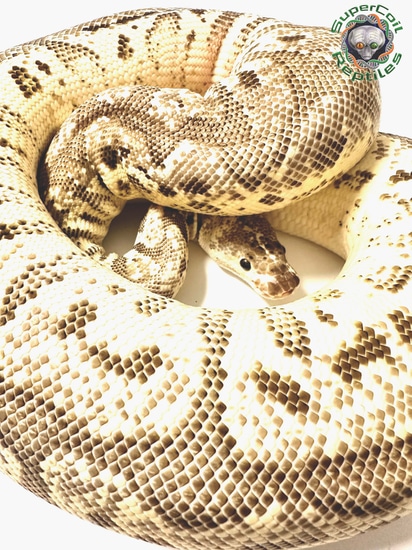 Pastel Gravel/YB OD Fire HGW Clown Ball Python by SuperCoil Reptiles