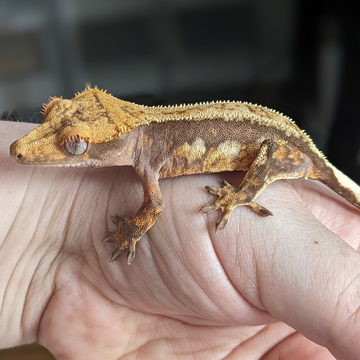 🇨🇦 Tricolor Pinstripe Crested Gecko by SuperCuteCresties - MorphMarket
