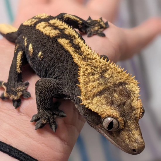 Super Dark Portholes Flame Pos Super Stripe Crested Gecko by ...