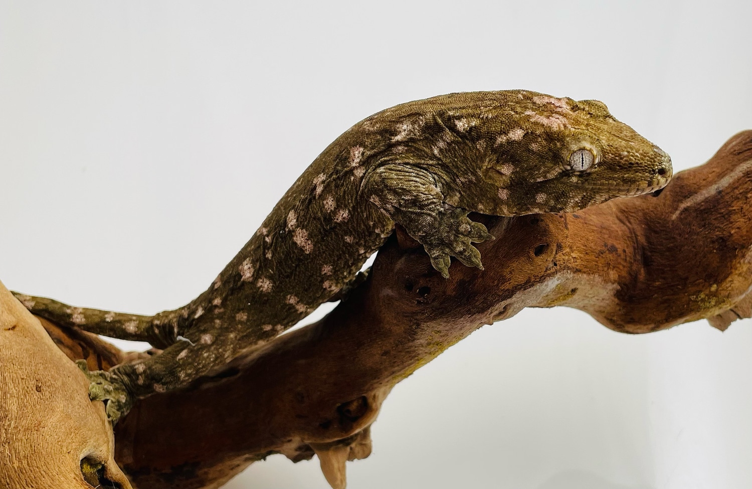 Mixed Locale GTX Leachianus Gecko by Reilly Reptiles - MorphMarket