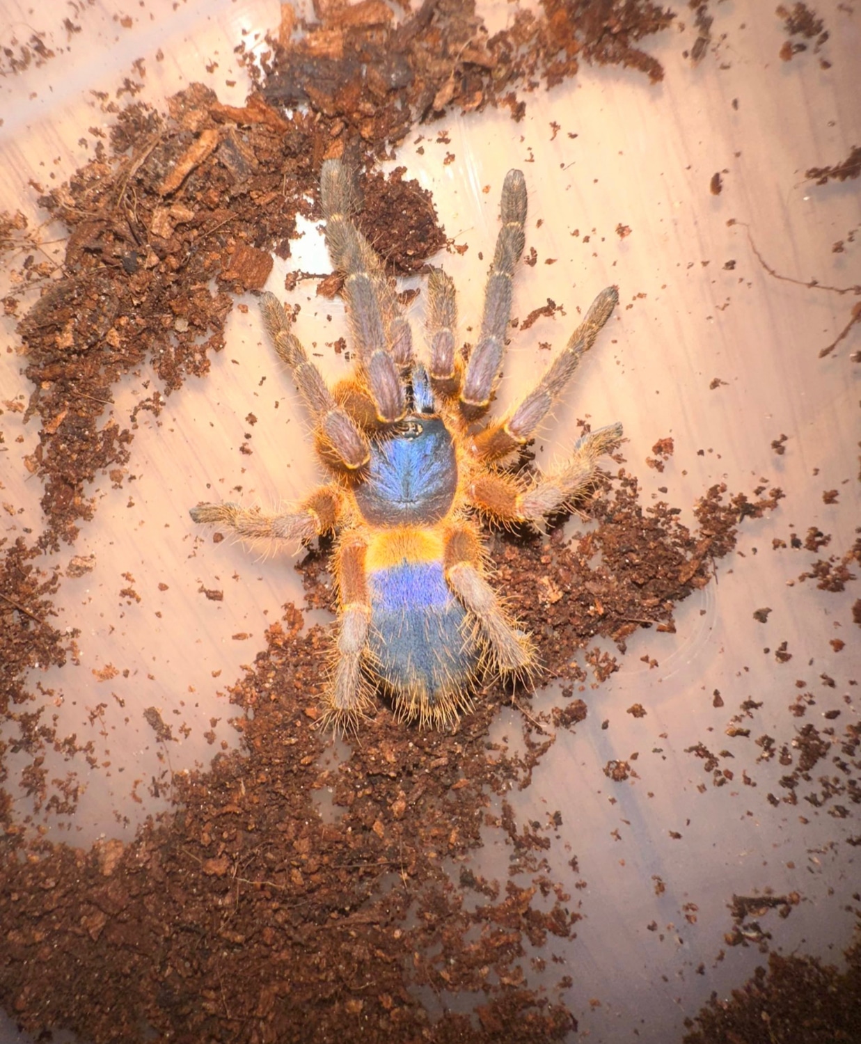 Hon Sej Ornithoctoninae Sp Tarantula by Superior Squamata - MorphMarket