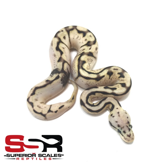 CaliBee (With Paradox) 50% Het Pied Ball Python by Superior Scales ...