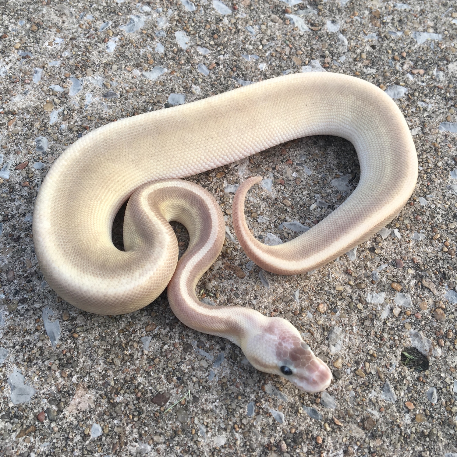 Nuclear Pewter Pinstripe Ball Python by Superior Scales Reptiles, LLC ...