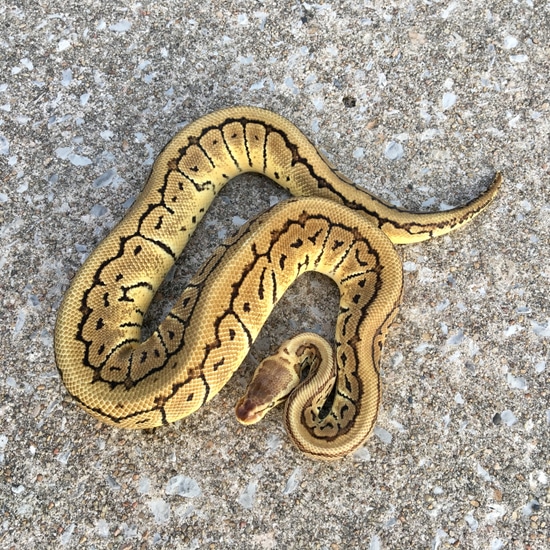 Lemon Blast 100% Double Het Albino Clown Ball Python by Superior Scales Reptiles, LLC