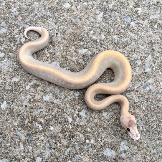 Champagne Cinnamon Butter Ball Python by Superior Scales Reptiles, LLC