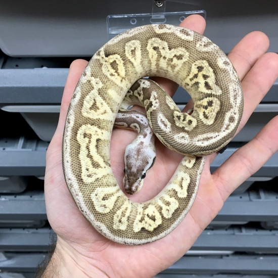 Black Pewter Fire Ball Python by Superior Scales Reptiles, LLC