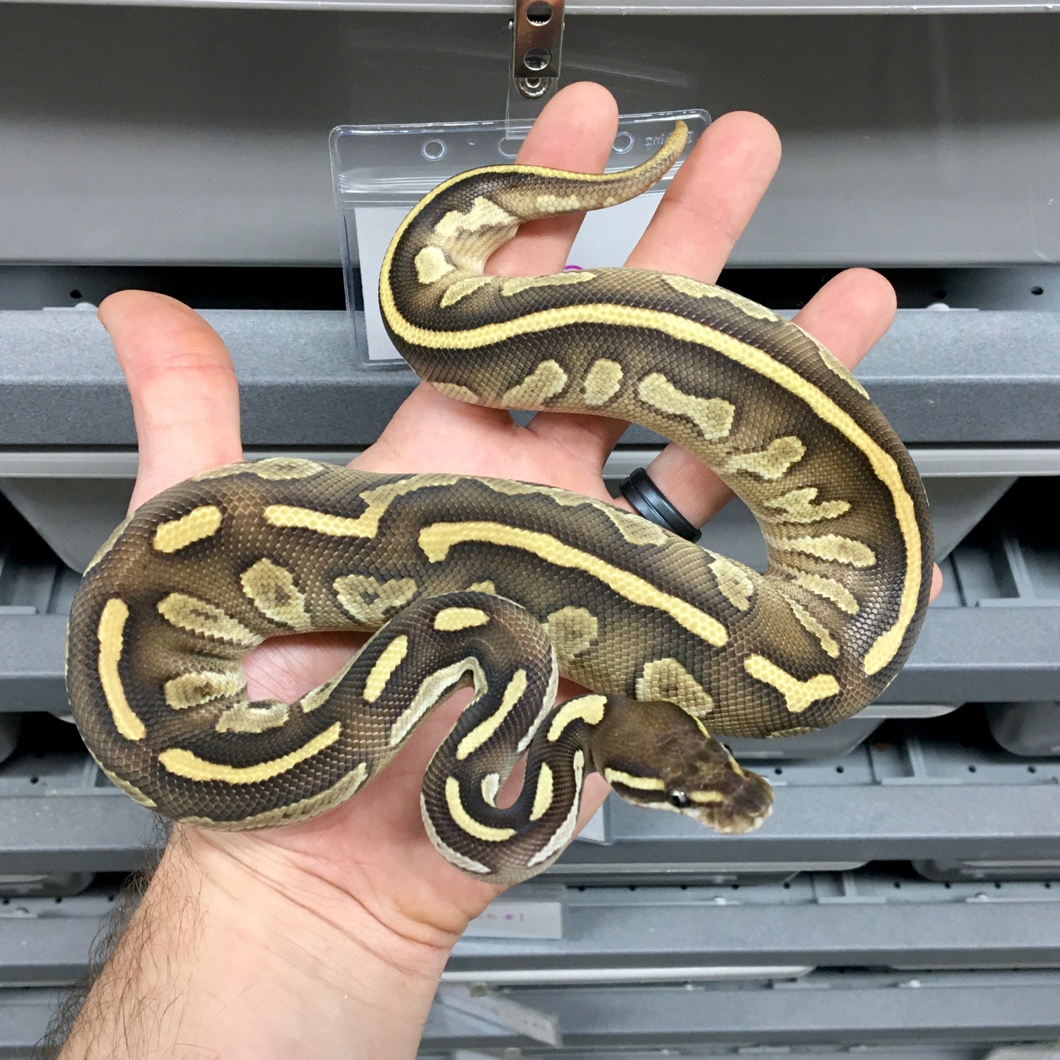 Blackhead Lesser 100% Het Pied Ball Python by Superior Scales Reptiles ...