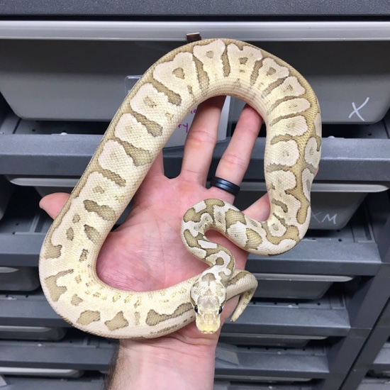 Bamboo Leopard Vanilla Pastel Ball Python by Superior Scales Reptiles, LLC