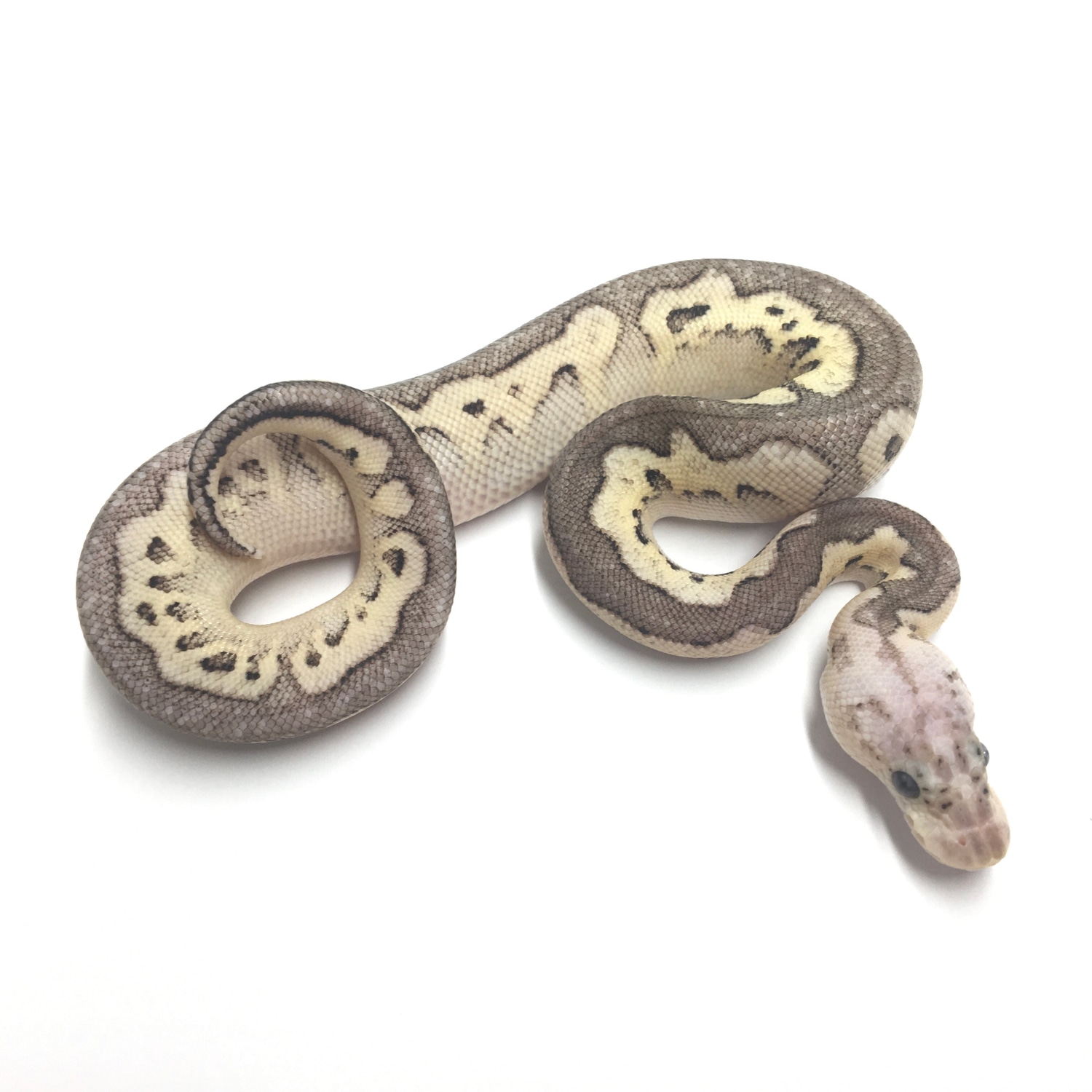 Fire Pewter Clown Ball Python by Superior Scales Reptiles - MorphMarket