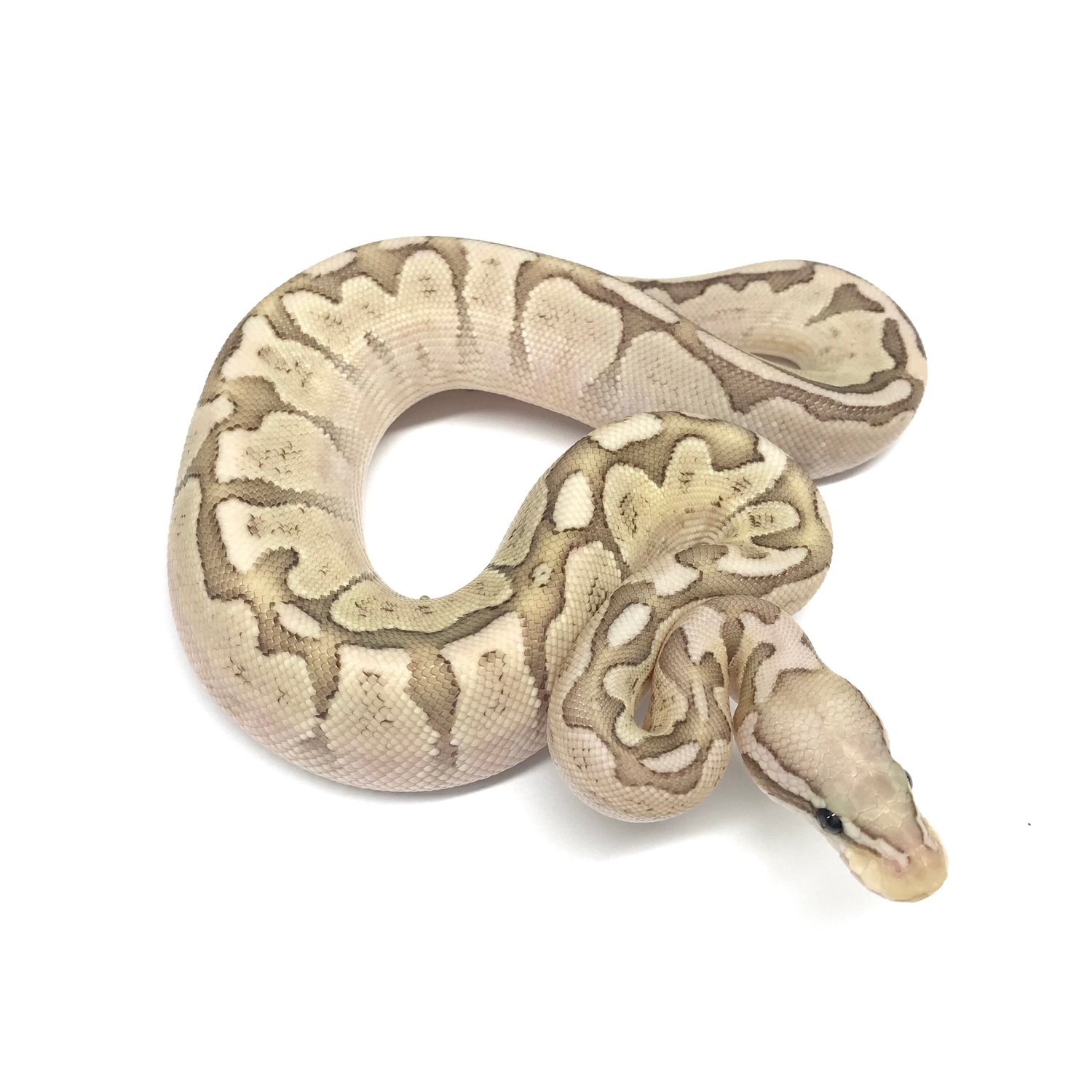 Bamboo Firefly Ball Python by Superior Scales Reptiles - MorphMarket