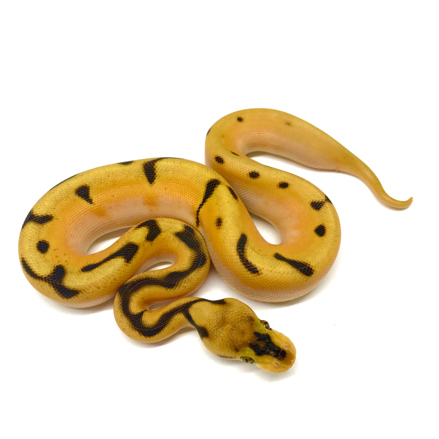 Super ODYB Fire Spider Ball Python by Superior Scales Reptiles, LLC - MorphMarket