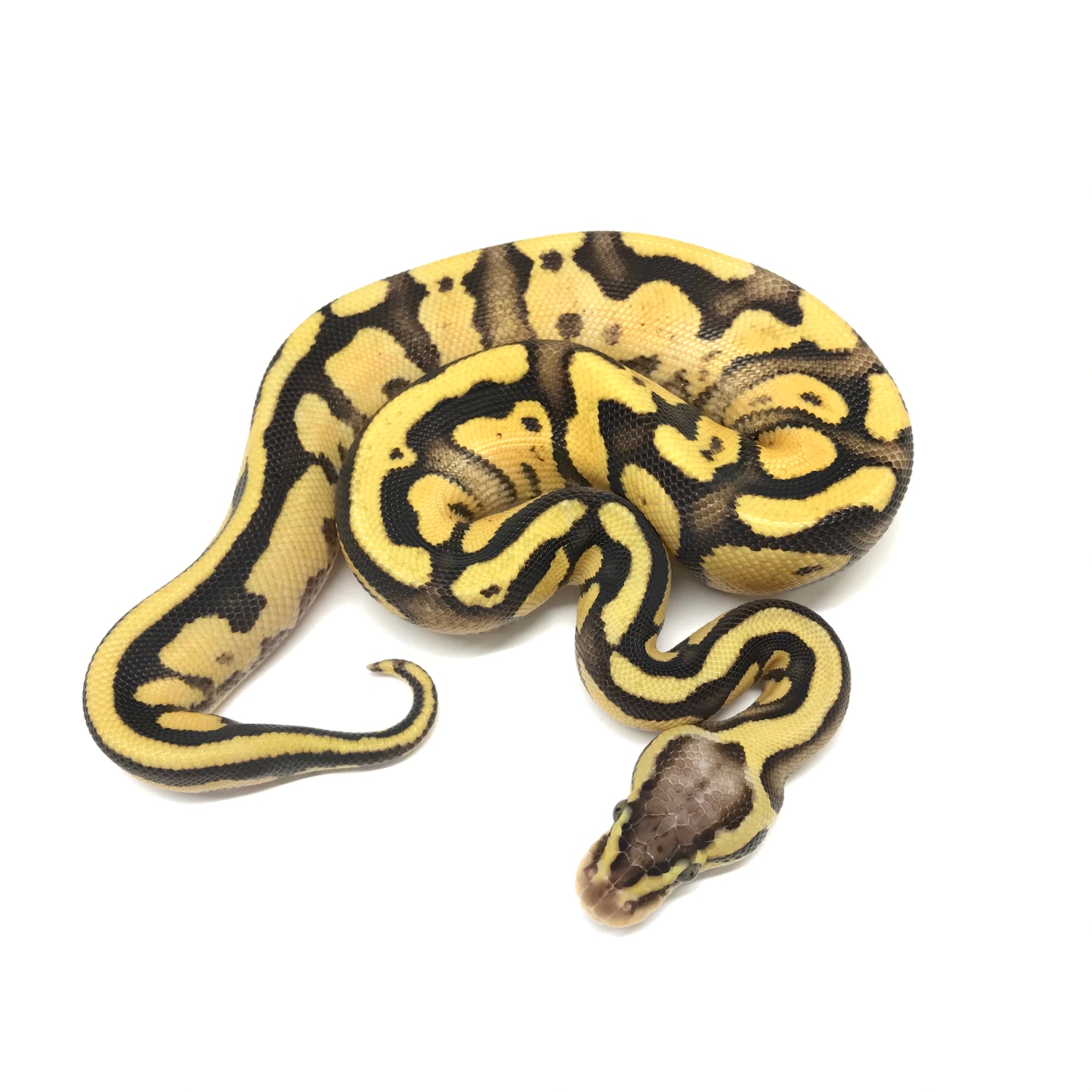 Firefly 100% Double Het Albino Clown Ball Python by Superior Scales ...