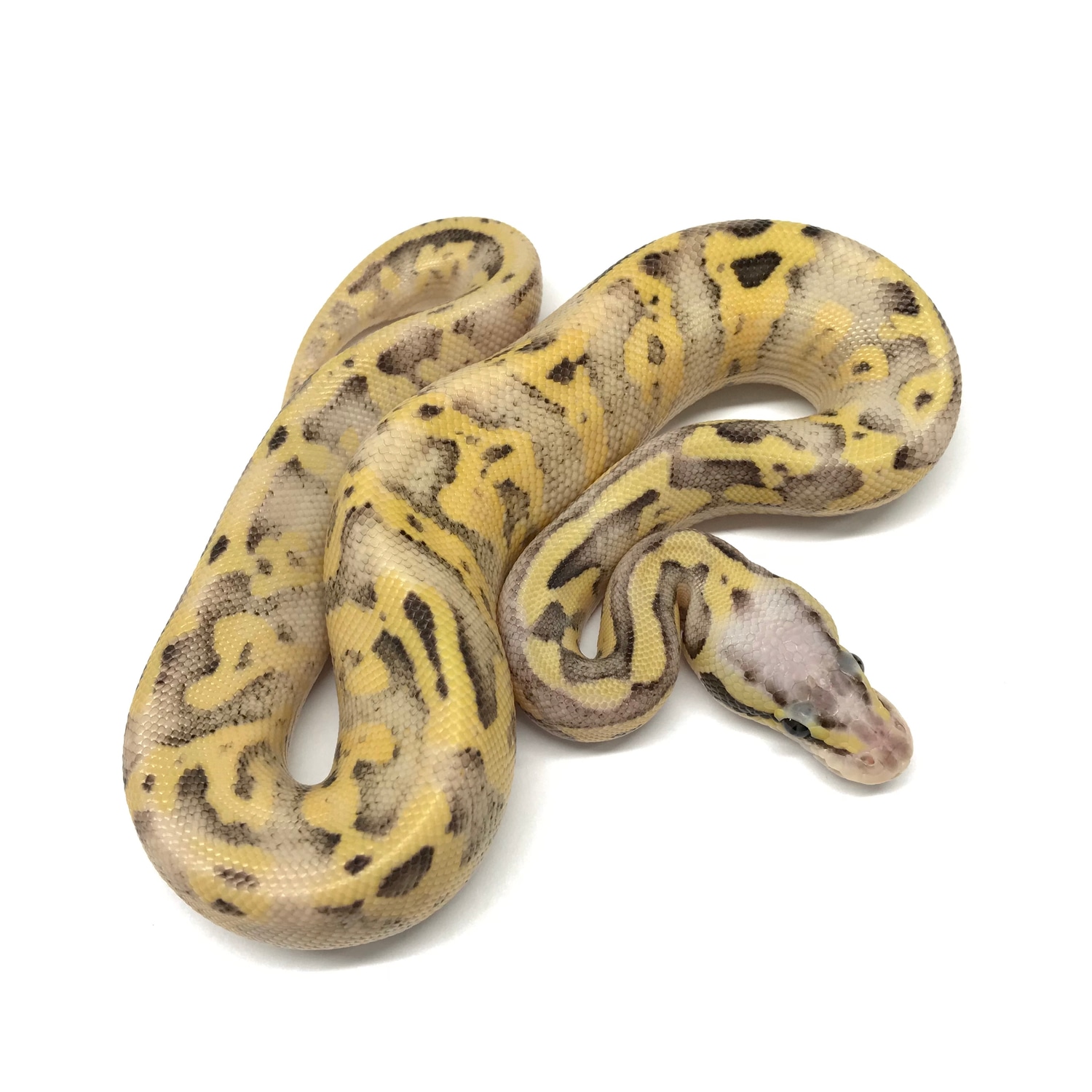 Superfly Leopard 100% Double Het Albino Clown Ball Python by Superior ...