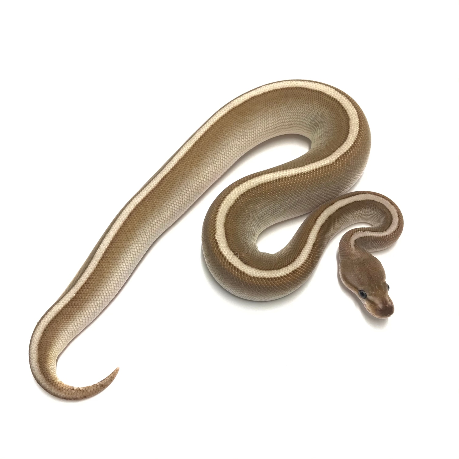 Firemon Soul Sucker 100% Het Clown Ball Python by Superior Scales ...