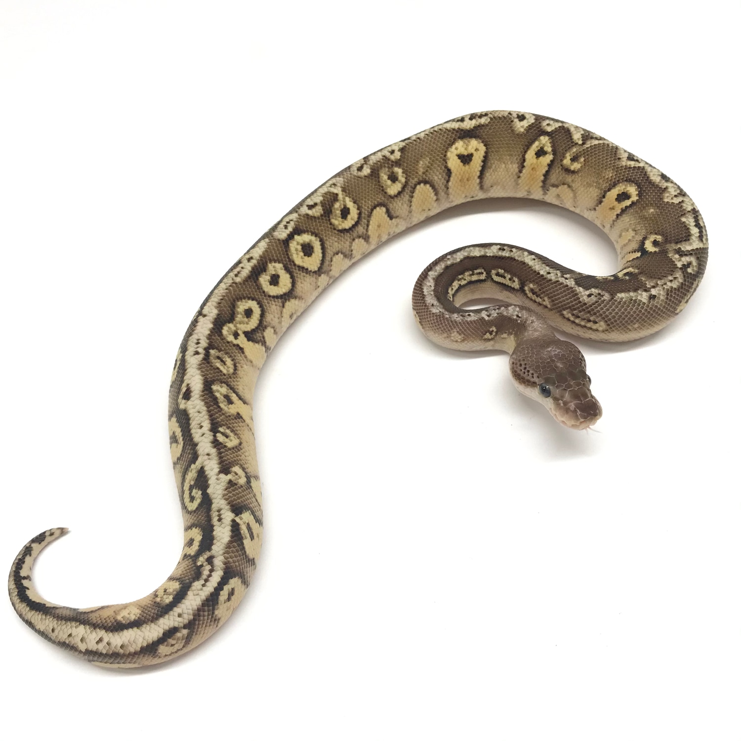 Mahogany Vanilla HGW Pastel 100% Het Clown Ball Python by Superior ...