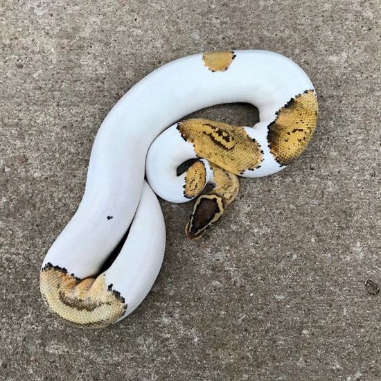 Killer Calico Pied Ball Python by Superior Scales Reptiles, LLC