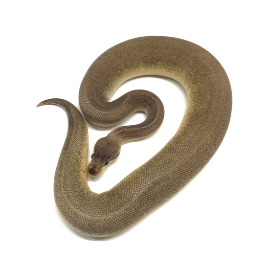 Mahogany Butter Pewter (Pos. HGW, Fire) 100% Het Clown Ball Python by ...