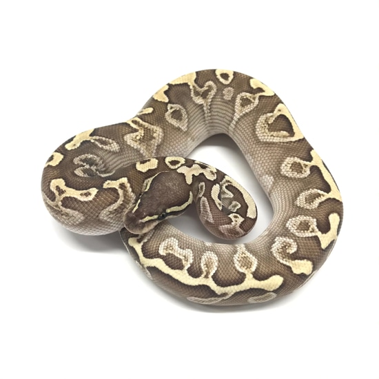 GHI Lesser 100% Het Clown Ball Python by Superior Scales Reptiles, LLC