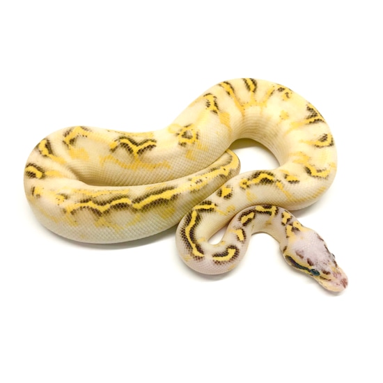 Killer Enchi Pavement Ball Python by Superior Scales Reptiles, LLC